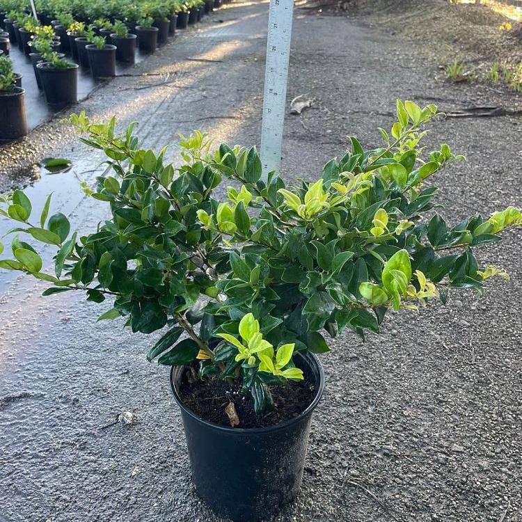 Ligustrum Howardii (3 gallon) – Get House Plants
